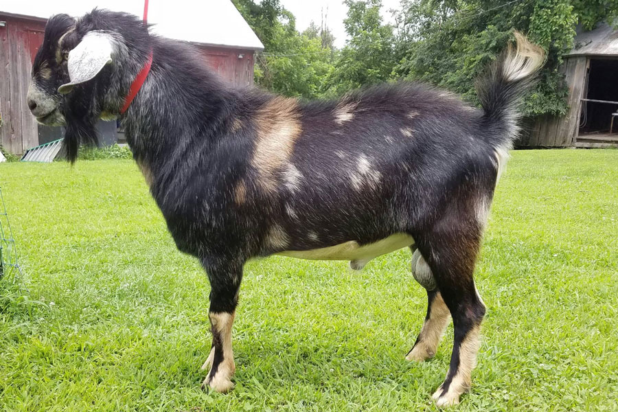 Kinder Korner Jett - Kinder Korner Goats