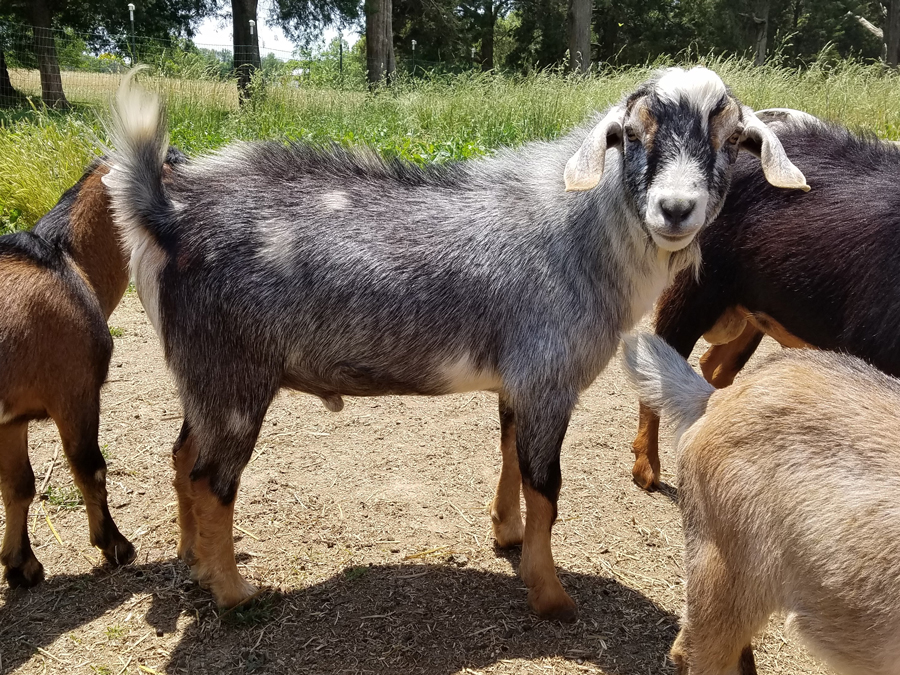 Kinder Korner JJ's Legacy - Kinder Korner Goats