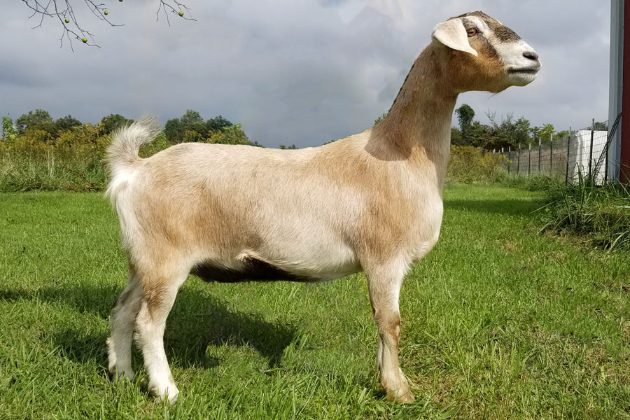 Kinder Korner Marie - Kinder Korner Goats