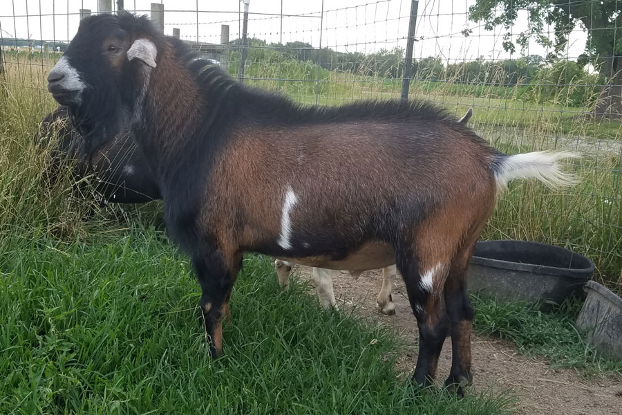 Kinder Korner Caesar - Kinder Korner Goats