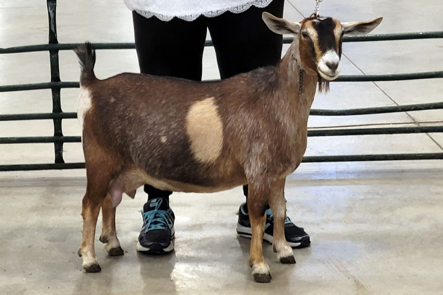PGCH Kinder Korner Sapphire - Kinder Korner Goats