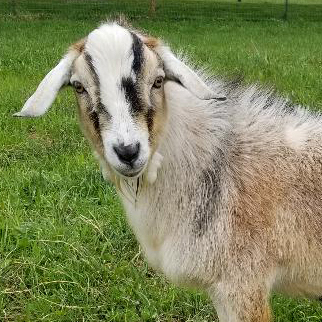 Kinder Goats in Southern Illinois - Kinder Korner Goats