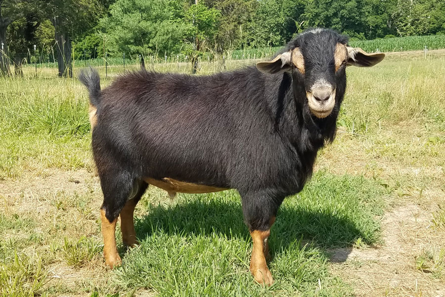 Olive Knoll Woodstock - Kinder Korner Goats