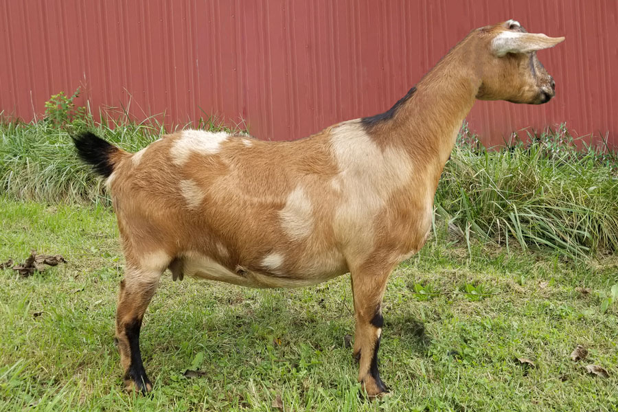 Hope Hill Farm Alice - Kinder Korner Goats