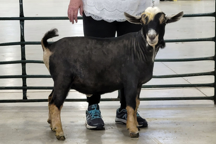 Kinder Korner Buzz Lightyear - Kinder Korner Goats