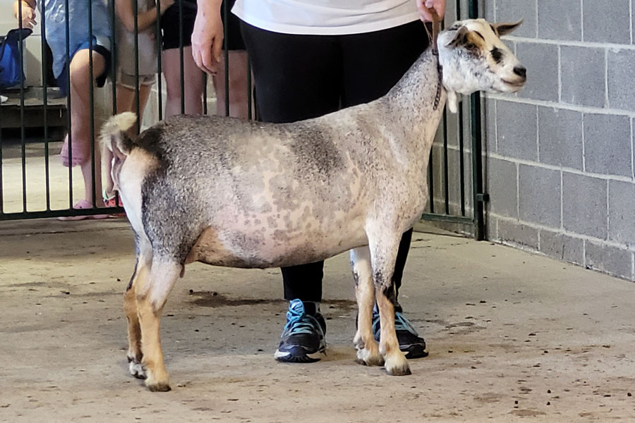 PGCH Kinder Korner Clover - Kinder Korner Goats