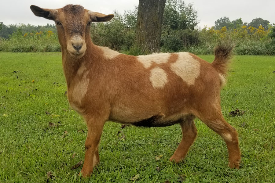 Kinder Korner Gemma - Kinder Korner Goats