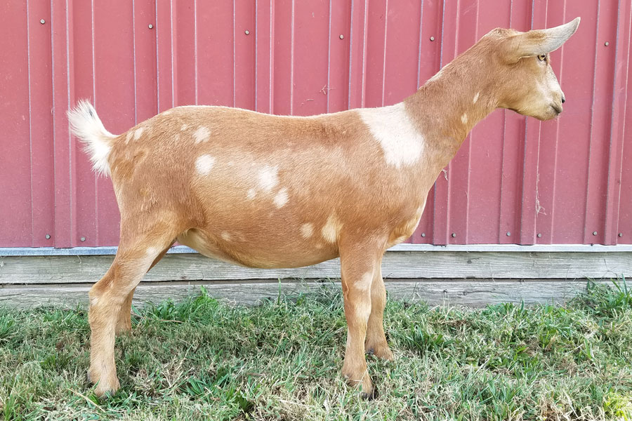 Still Meadow Mirror - Kinder Korner Goats