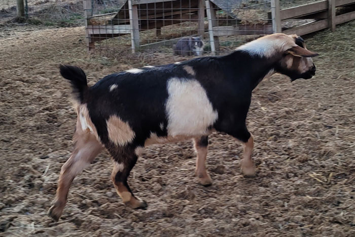 Kinder Korner Monet - Kinder Korner Goats