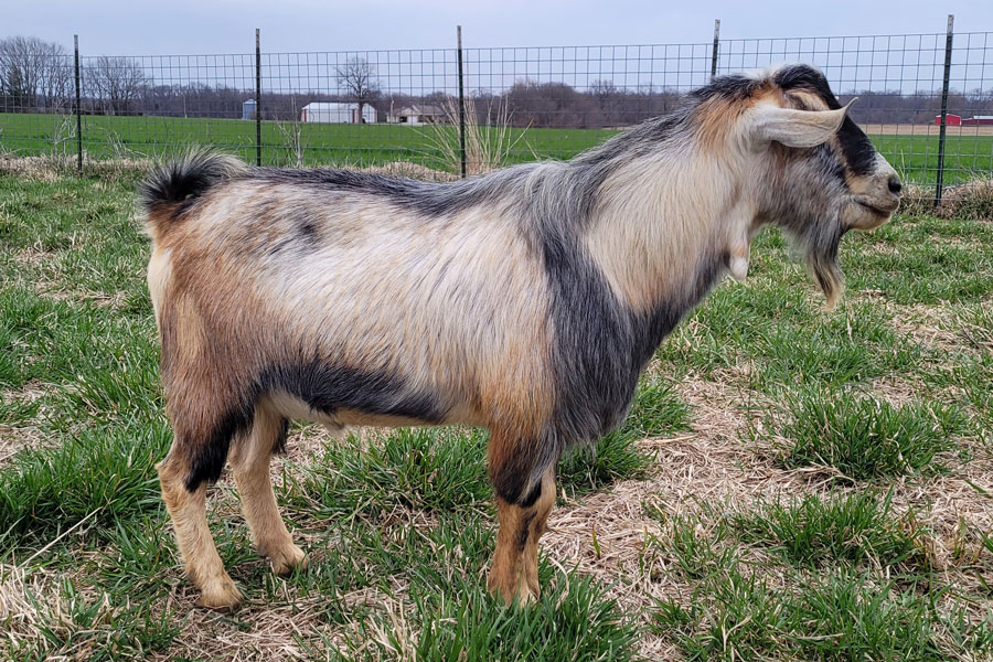 Kinder Korner Hickory - Kinder Korner Goats