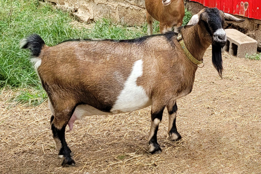 PGCH Kinder Korner Diamond Dust - Kinder Korner Goats